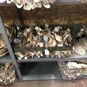 Schelpen op de tuintafel of in de kast…de Bali of Ibiza look, leuk toch ...