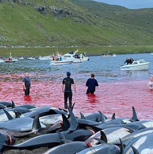 Grindadráp 2021: een krankzinnige slachting | Sea First